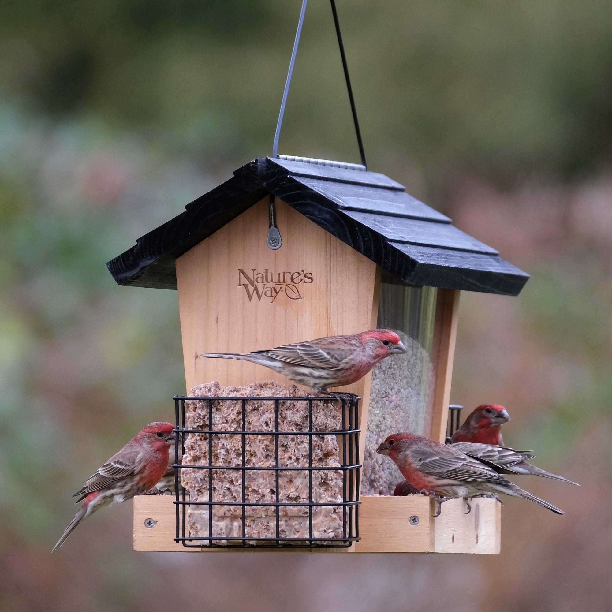 Bird Feeder Guide – Nature's Way Bird Products