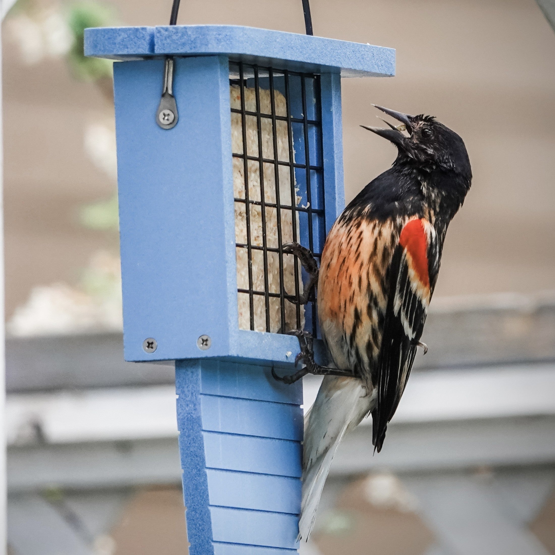 Exploring albino, leucistic and piebald birds (with visuals) – Nature's ...