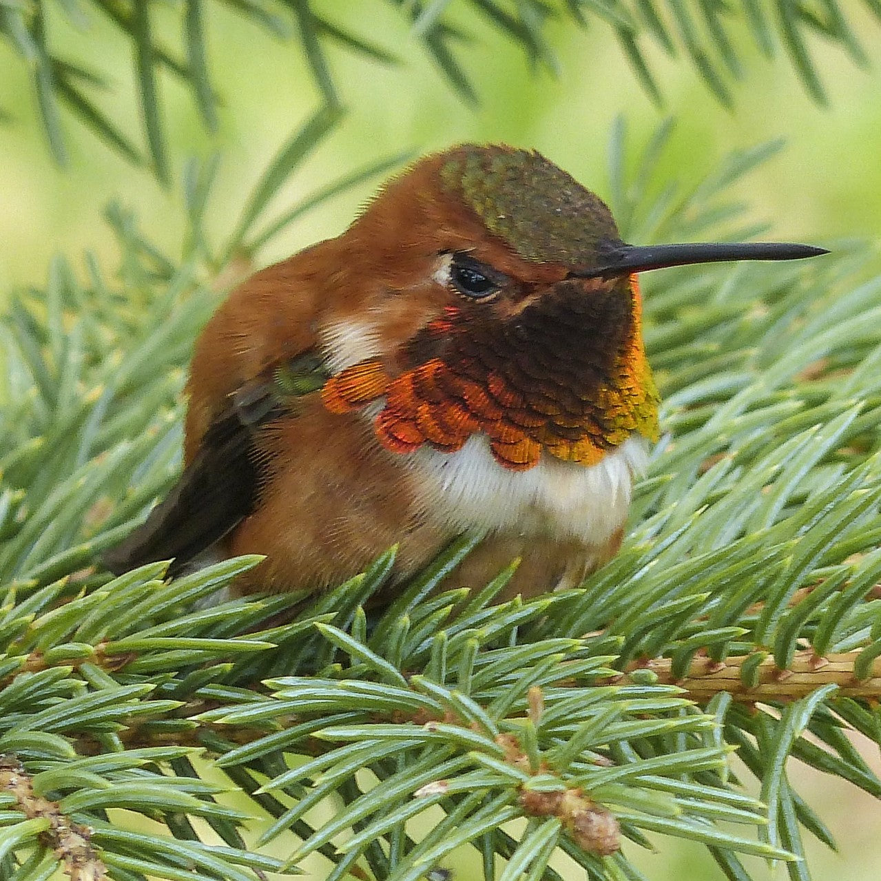 Orange Hummingbird