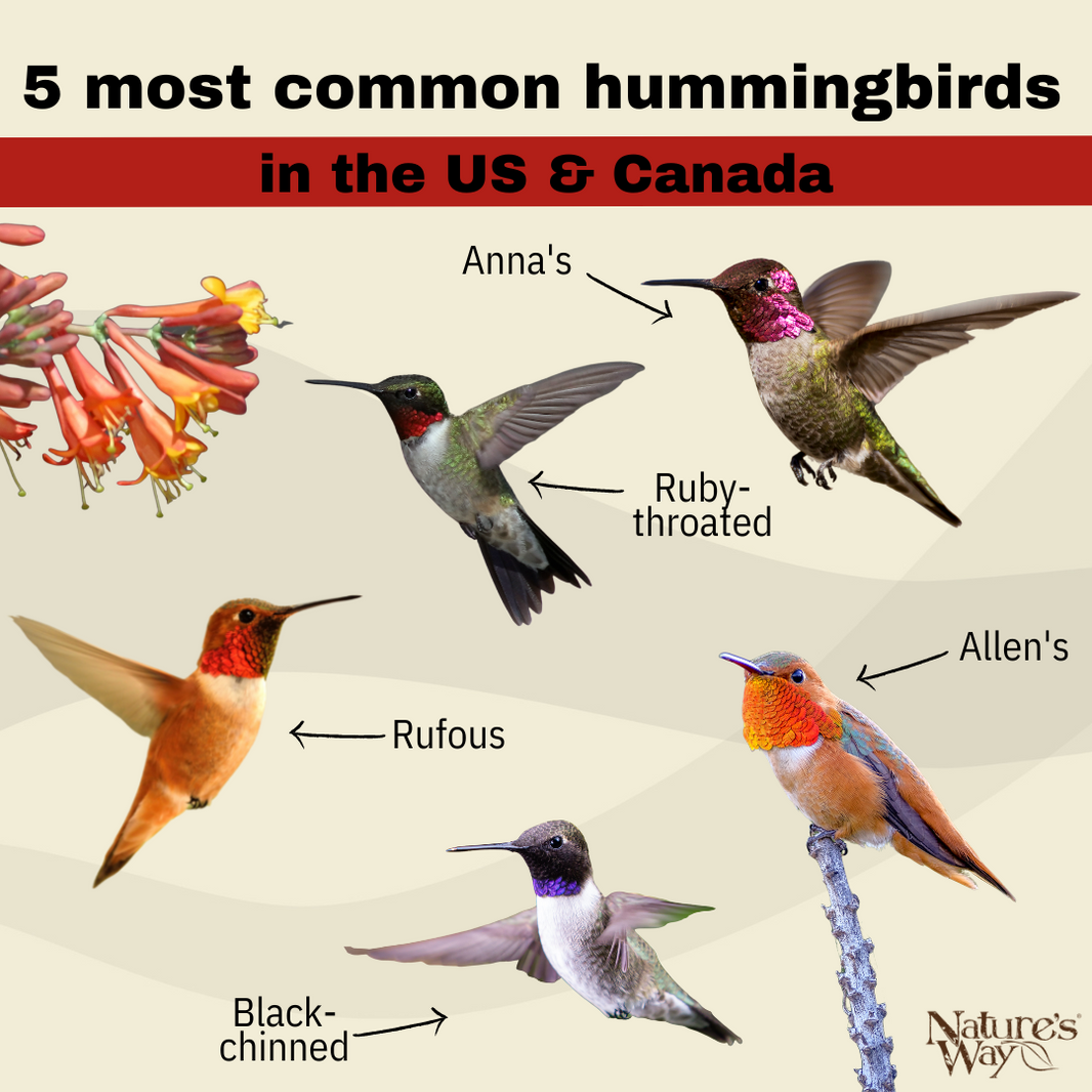 5 most common hummingbirds in the US and Canada – Nature's Way Bird ...
