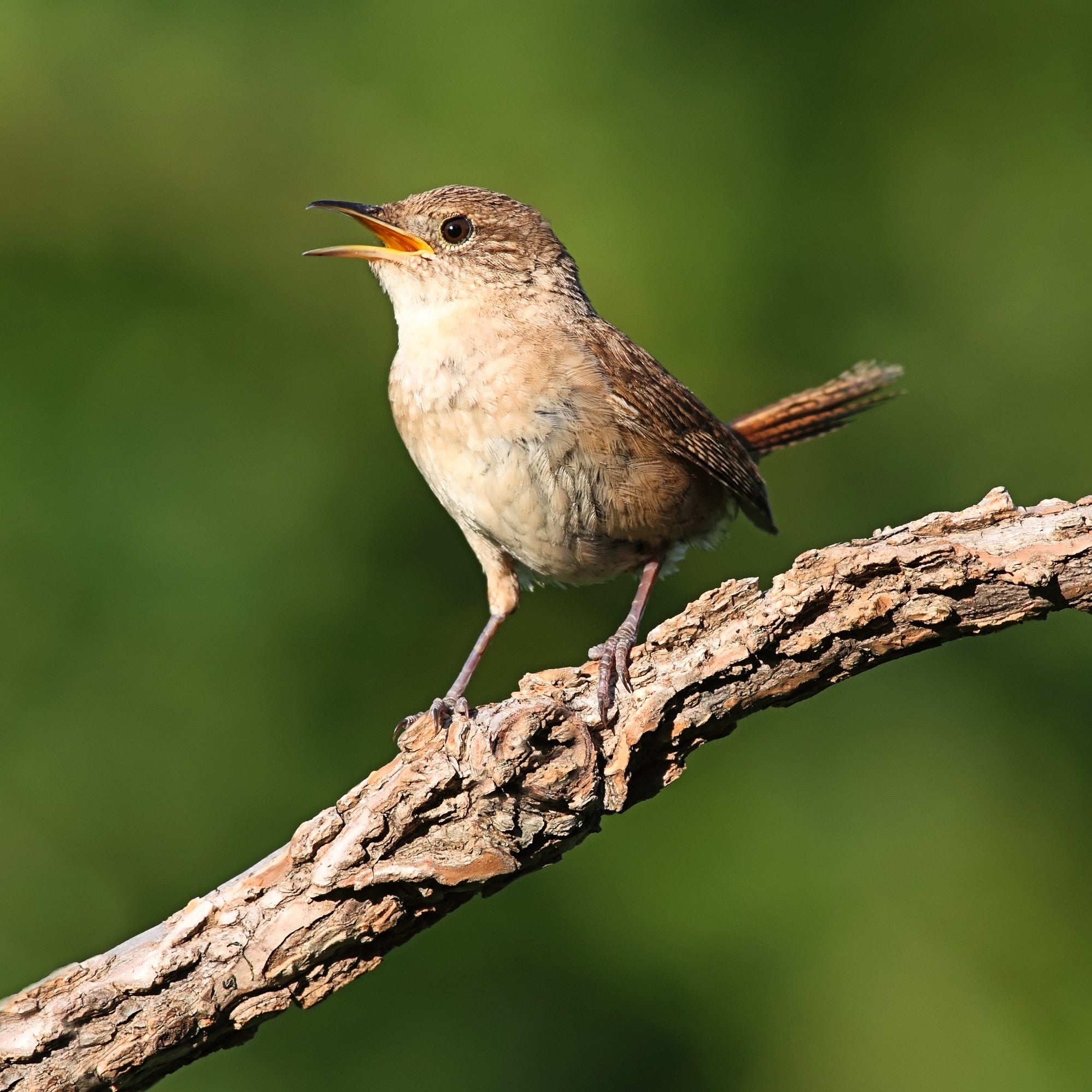 Bird Feature: House Wren – Nature's Way Bird Products