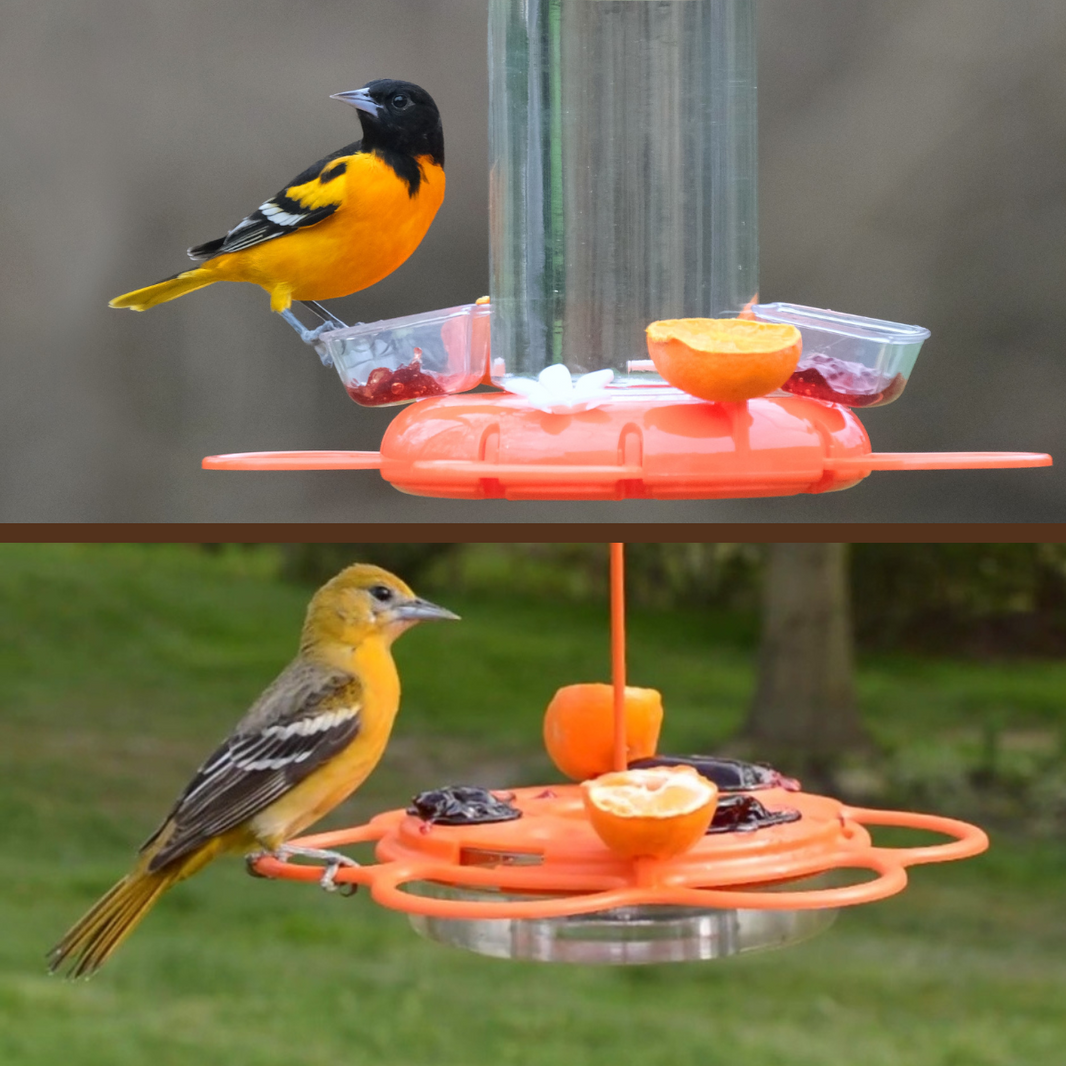 Backyard Bird ID Guide – Nature's Way Bird Products