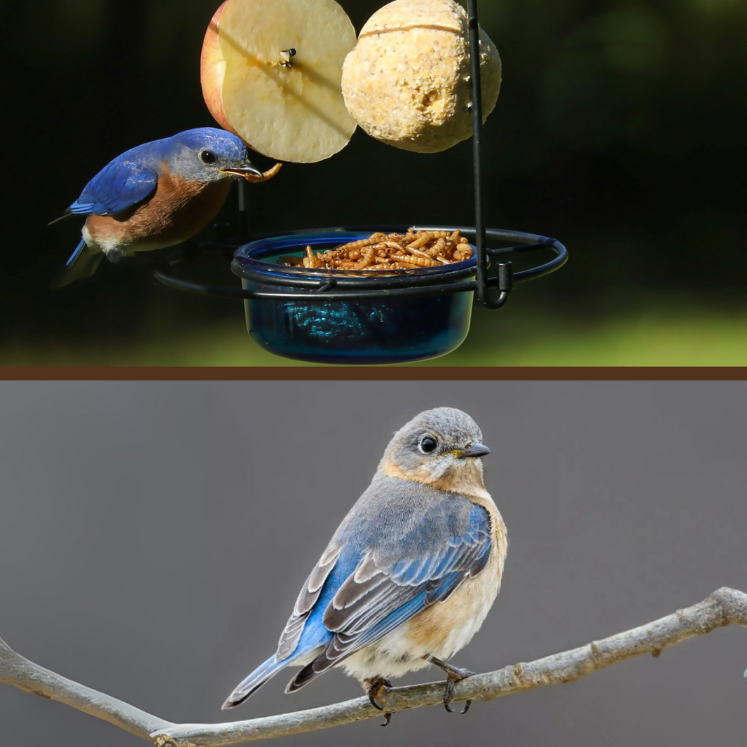 Backyard Bird ID Guide – Nature's Way Bird Products