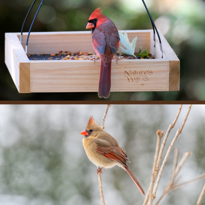 Backyard Bird ID Guide – Nature's Way Bird Products