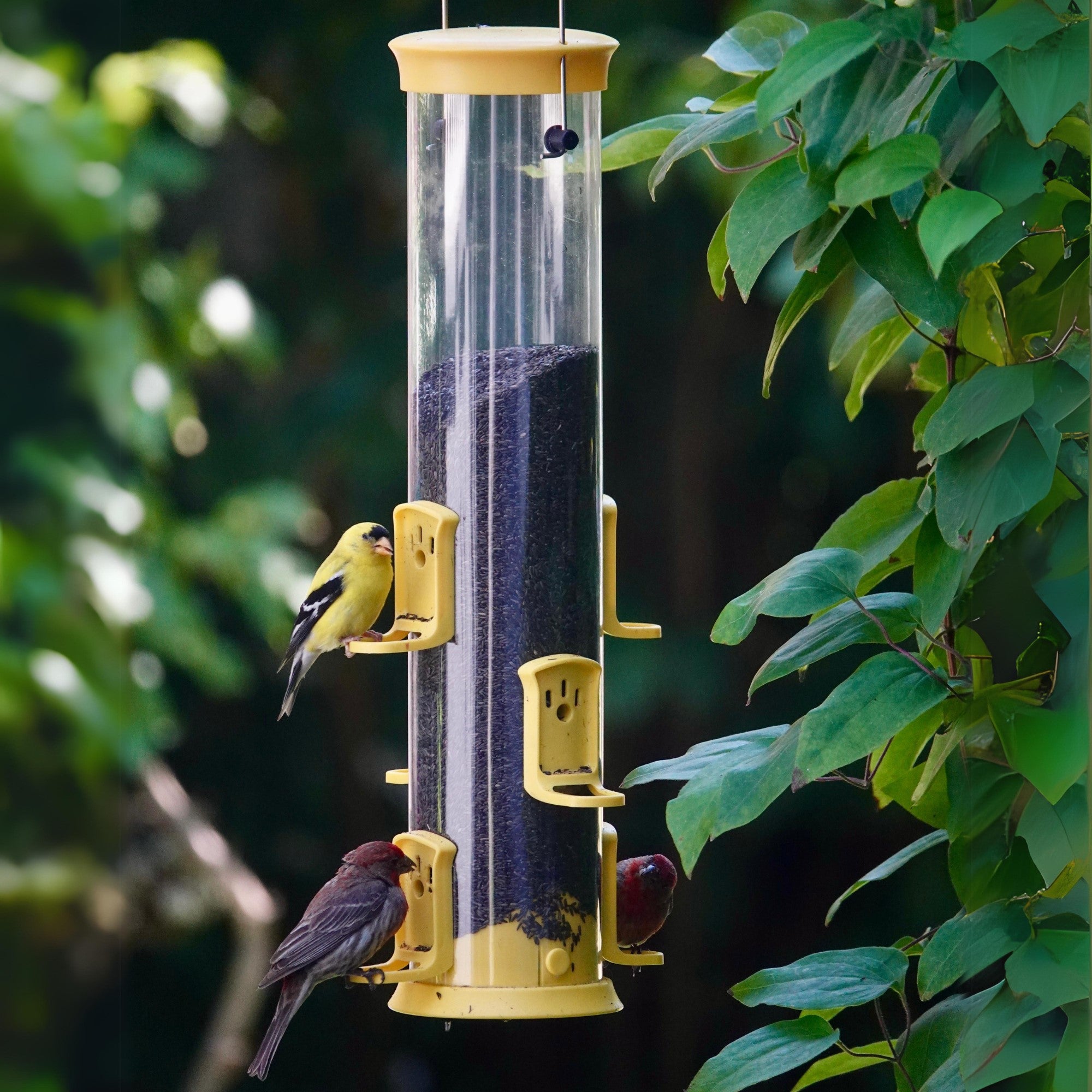 Large Plastic Thistle Tube Bird Feeder – Nature's Way Bird Products