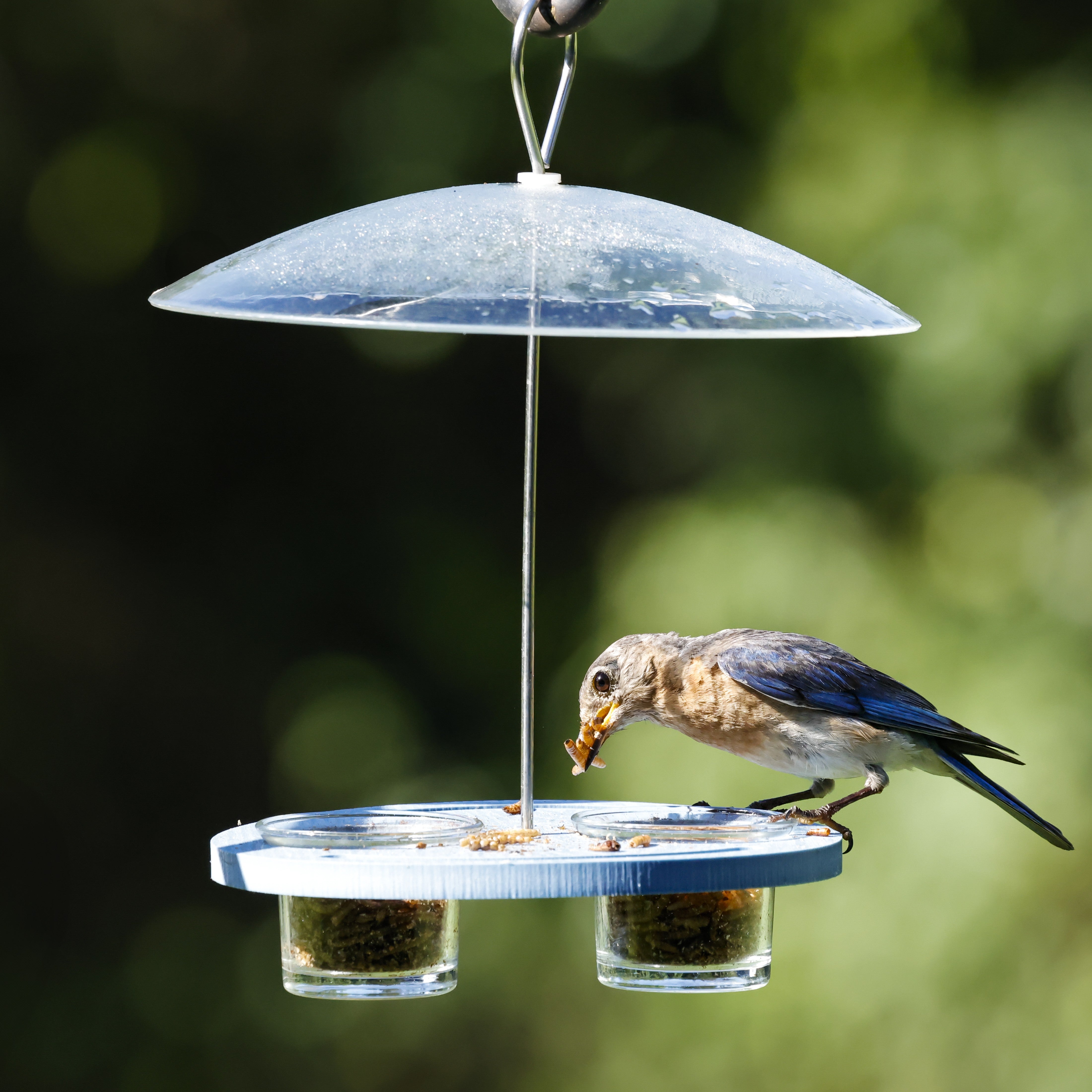 Bluebird Bistro Recycled Plastic Bird Feeder – Nature's Way Bird Products