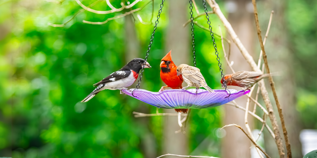 Backyard Bird ID Guide – Nature's Way Bird Products