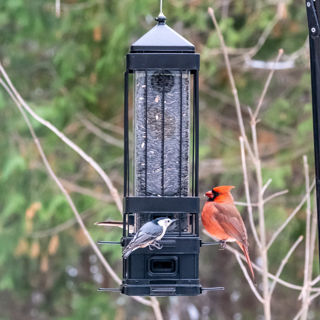 Squirrel Shield Advantage Cage Feeder – Nature's Way Bird Products