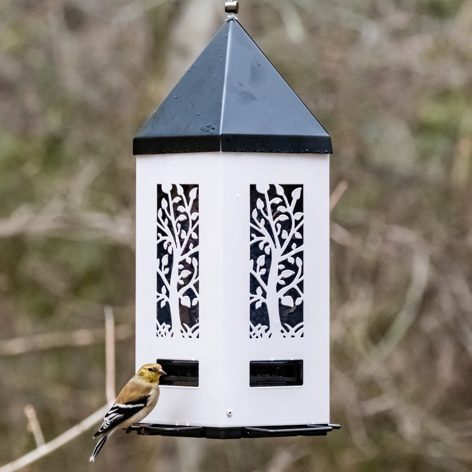 Squirrel Proof Feeders – Nature's Way Bird Products